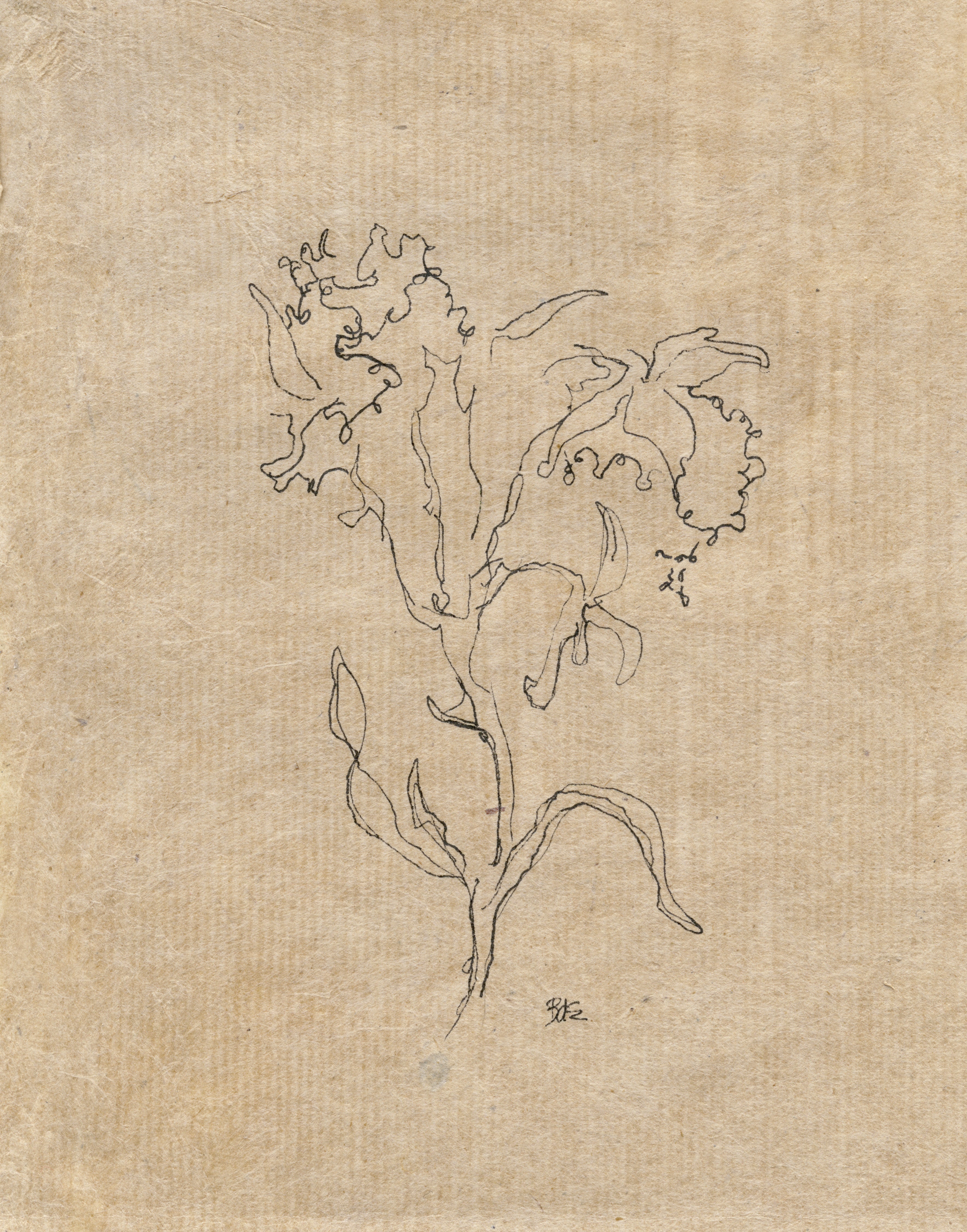Large Contour Flower